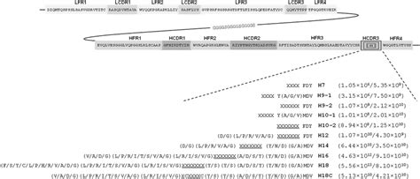 Sequences Of Constructed Synthetic Antibody Libraries The Amino Acid