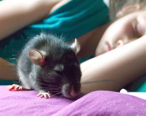 Do Rats Bite Humans In Their Sleep On Demand Pest Control