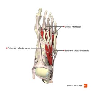 Hallux Rigidus Anatomy