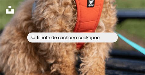Imagens De Filhote De Cachorro Cockapoo Baixe Imagens Gratuitas Na Unsplash
