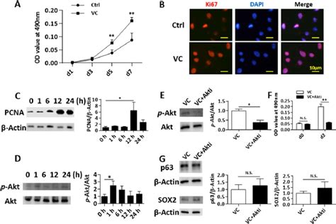 Ascorbic Acid Vc Activates P Akt And Enhances Cell Proliferation