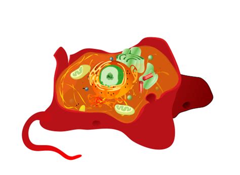 Science Test Diagram Quizlet