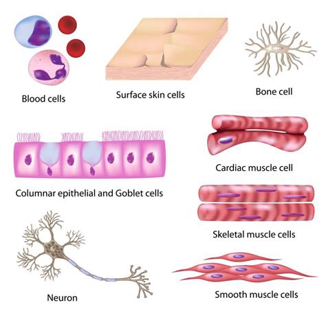 What Is Cytology With Pictures