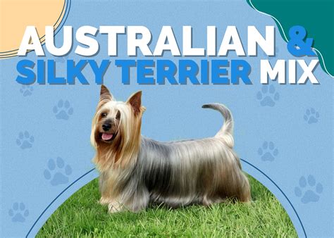 Australian Terrier And Silky Terrier Mix Info Pictures Traits Facts