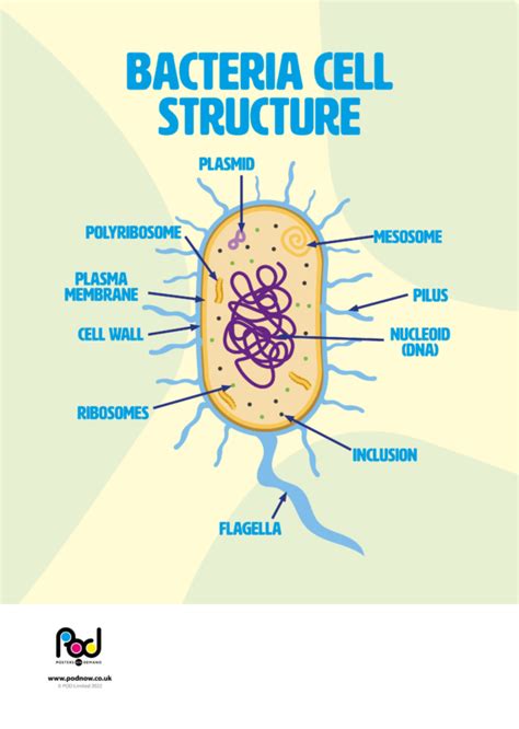Bacteria Cell Structure Pod Posters On Demand