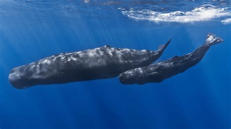 Species Profile The Sperm Whale We Love Whales