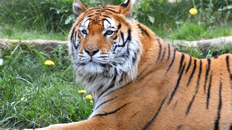 Tigre De Siberie Taille Description Biotope Habitat Reproduction