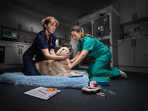 Polyuria And Polydipsia In Dogs Diagnosis Vetct