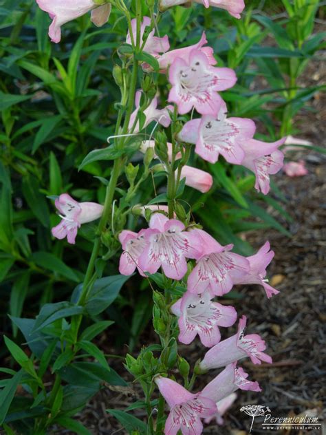 Penstemon Pensham Capricorn Moon Perenniculum