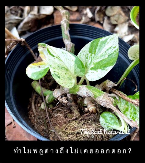 ทำไมพลูด่างถึงไม่เคยออกดอก พลูด่าง The Last Naturalist Facebook