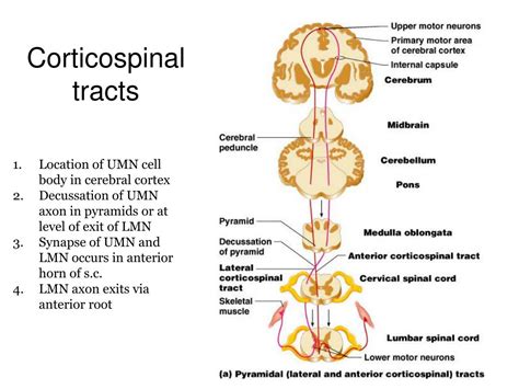 Ppt Spinal Cord Anatomy Powerpoint Presentation Free Download Id