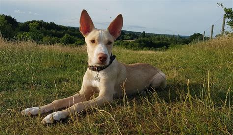 Podenco Canario Dog Breed Guide Borrowmydoggy