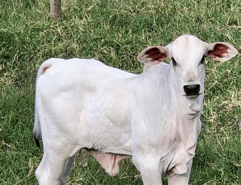 Como Mochar Bezerro Aprenda As Técnicas Boi Saúde