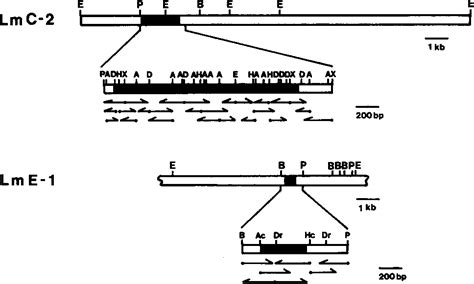 Figure 1 From Molecular Structures Of Mitochondrial Dna Like Sequences