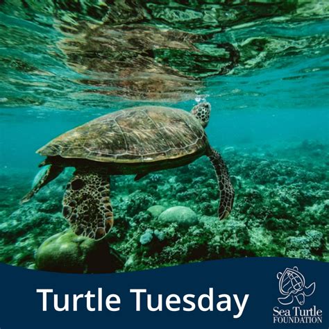 Sea Turtle Tuesday Fun Facts About Sea Turtles Did You Know That