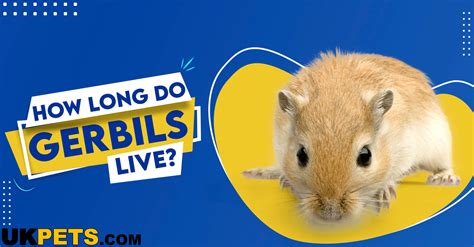 How Long Do Gerbils Live 4 Ways To Prolong Their Lifespan Ukpets
