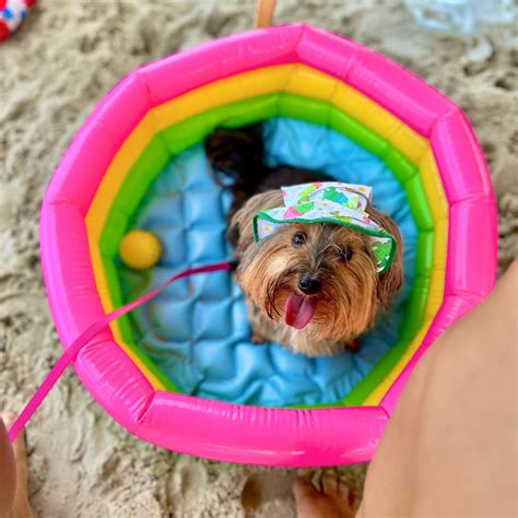 🎀 Maya Lis Mayalisyorkie • Instagram Photos And Videos
