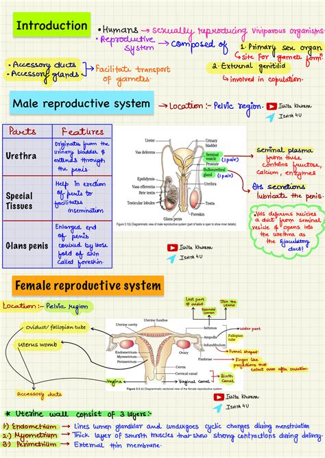 SOLUTION Human Reproduction Flow Chart Studypool