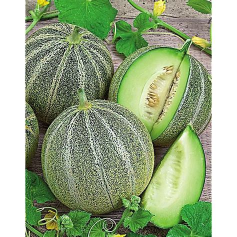 Melon Model Graines Baumaux