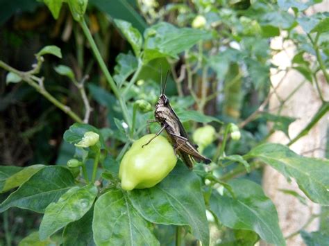 Grasshopper Photography Graphic By Arief Sapta Adjie Ii · Creative Fabrica