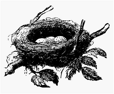 Bird Nest Nest Outline Clipart Hd Png Download Kindpng