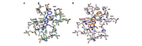 Putative Binding Pose Of 15d A 1 Selective And 20h A Download