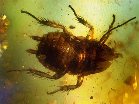 Scientists Discover Cockroach Fossils From The Dinosaur Age