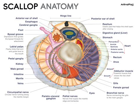 Scallop Eyes Diagram
