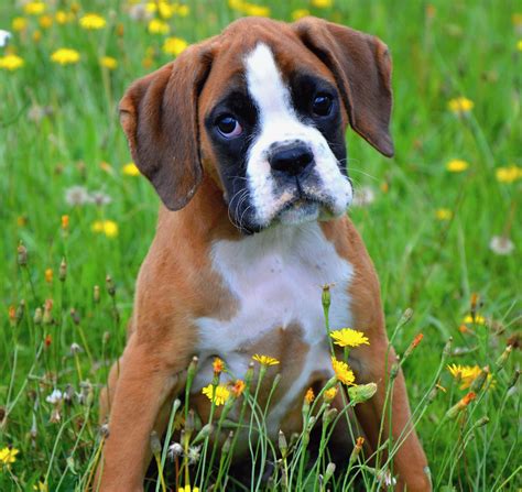 Tips For Boxer Puppies At Paula Santana Blog