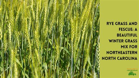 Rye Grass And Fescue Benefits Of Growing Winter Grass