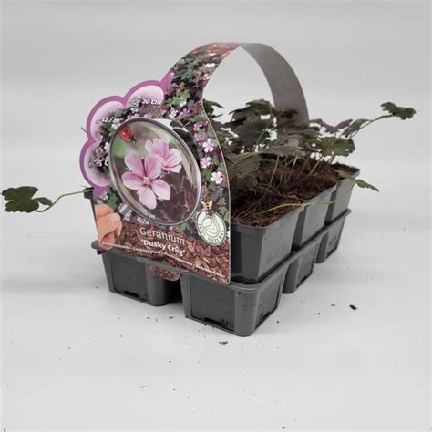 2x6 Stuks 12 Planten In 6 Pack Concept Geranium Ses Dusky Crûg Bodembedekker Bol