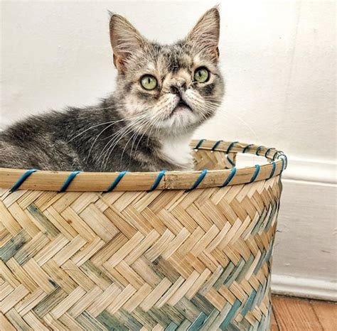 Meet The Adorable Cat With Chromosomal Abnormalities Who Stole Her