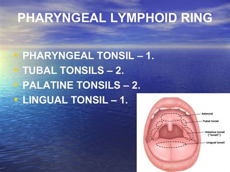 Anatomy And Physiology Of Pharynx Tonsillitis