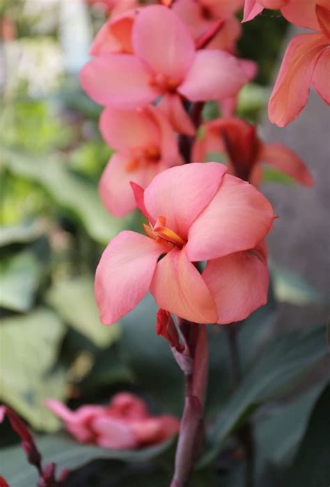 Coral Flowers The Trending Color Your Garden Needs Now