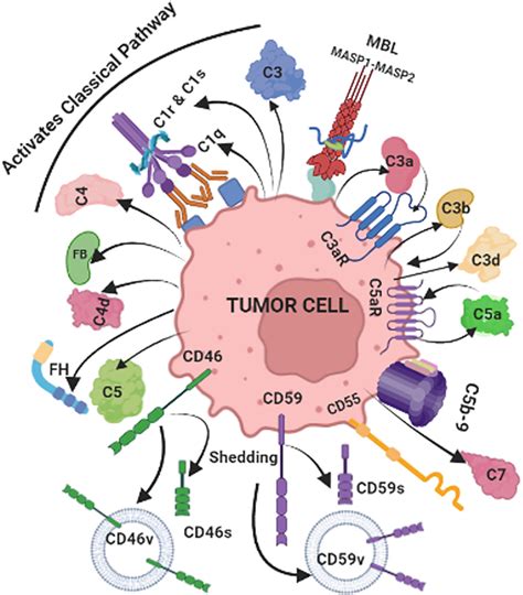Complement And Cancer Immunity Springer Nature Link
