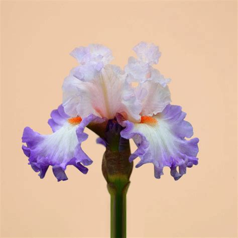 Polite Applause Bearded Iris 1 Rhizome