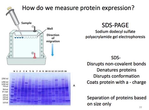 Mcat Foundation Biomolecules Protein Analysis Techniques Flashcards
