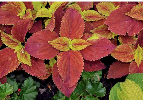 Reddish Yellow Coleus Photograph By Rick Hansen Fine Art America