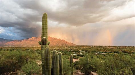 How To Maximize Rainfall In The Arizona Desert Phoenix Home And Garden