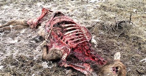 Wolf Kill On My Property One Day One Week And One Month Later