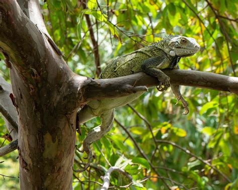 Island Iguanas Tales Of Survival And Conservation In The Caribbean Dcna