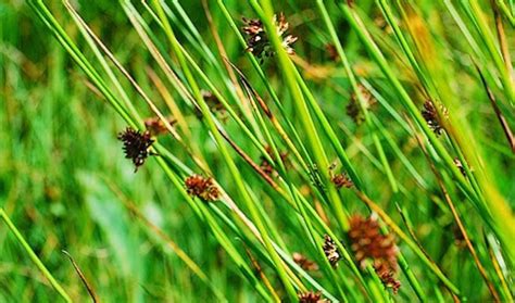 Jonc épars Saint Pierre Et Miquelon Balade Randonnée Près De Chez Vous
