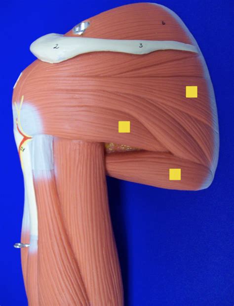 Arm Model Part 3 Diagram Quizlet