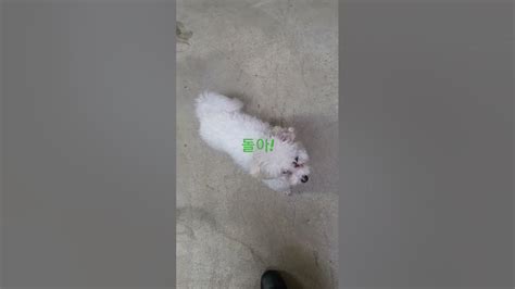 돌아잘하는강아지 비송 Youtube