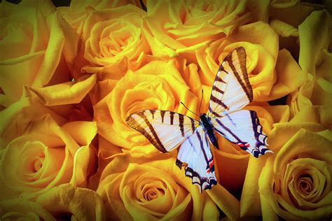 Yellow Rose Butterfly Wallpaper