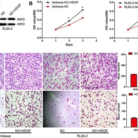 Transient Overexpression Of Hdgf By Plasmid Promoted Cell Download