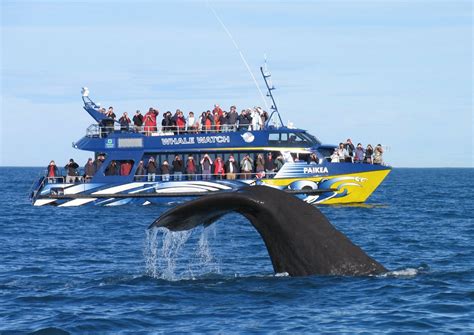 Whale Watch Kaikoura All You Should Know Before Going 2026 Reviews