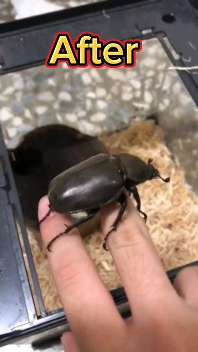 我的獨角仙母蟲終於羽化了！😍😍😍😍 Youtube