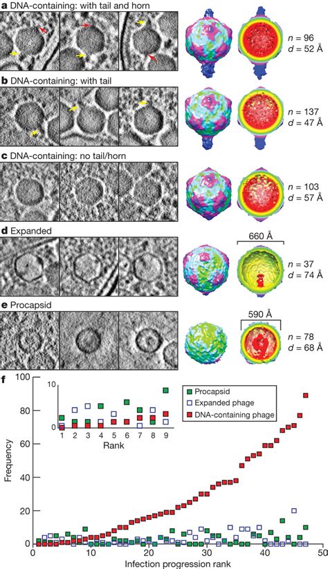 Phage Progeny Average Maps Reveal Diverse Assembly Intermediates During Download Scientific