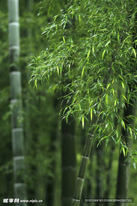翠竹摄影图树木树叶生物世界摄影图库昵图网